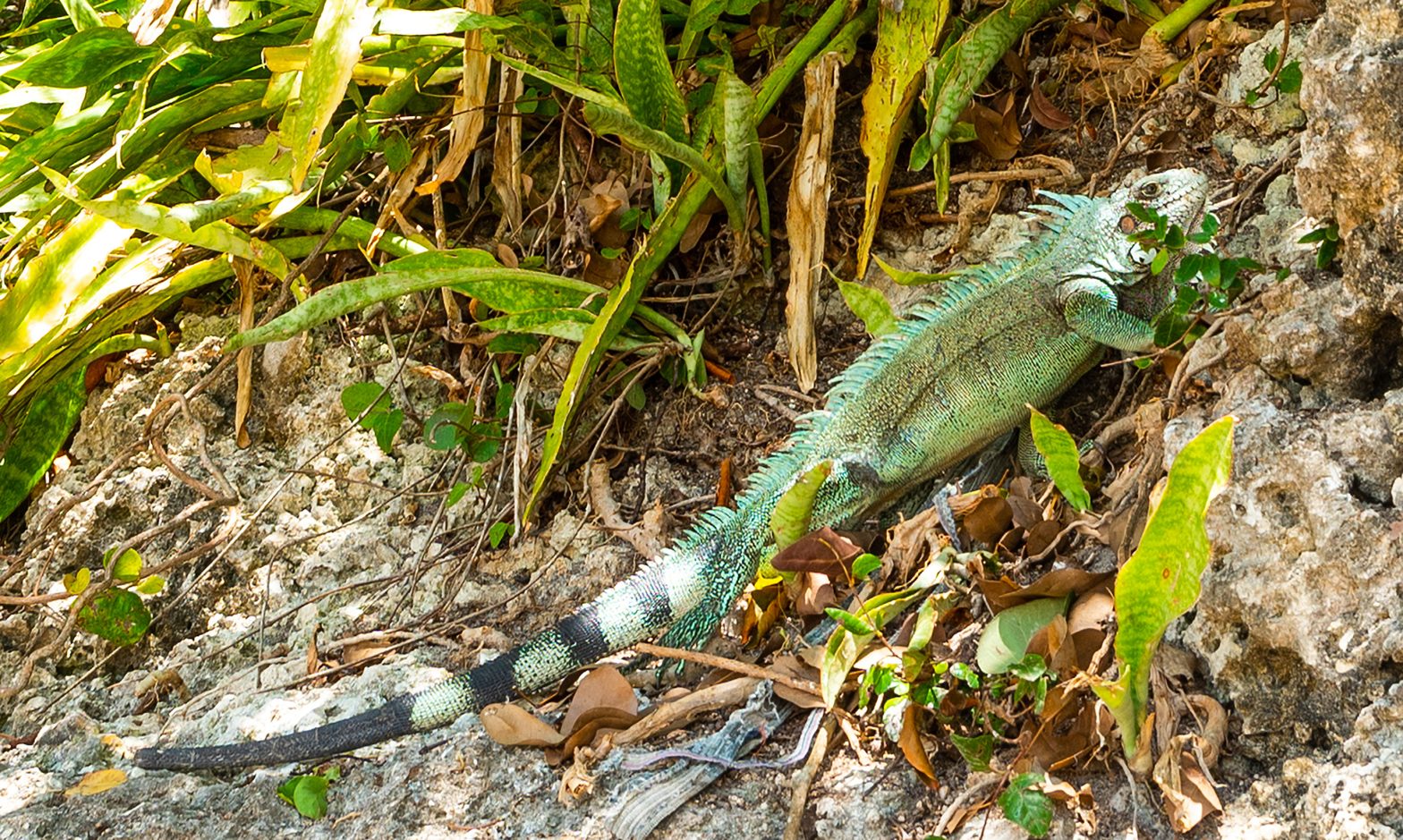 Iguana Control - EZ Pest Control